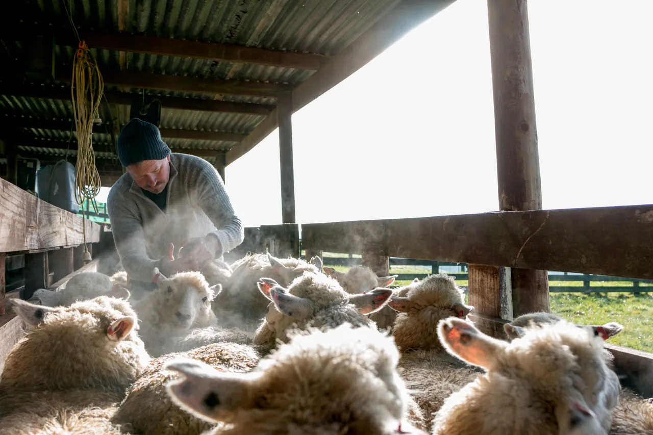 Farmer checks his sheep