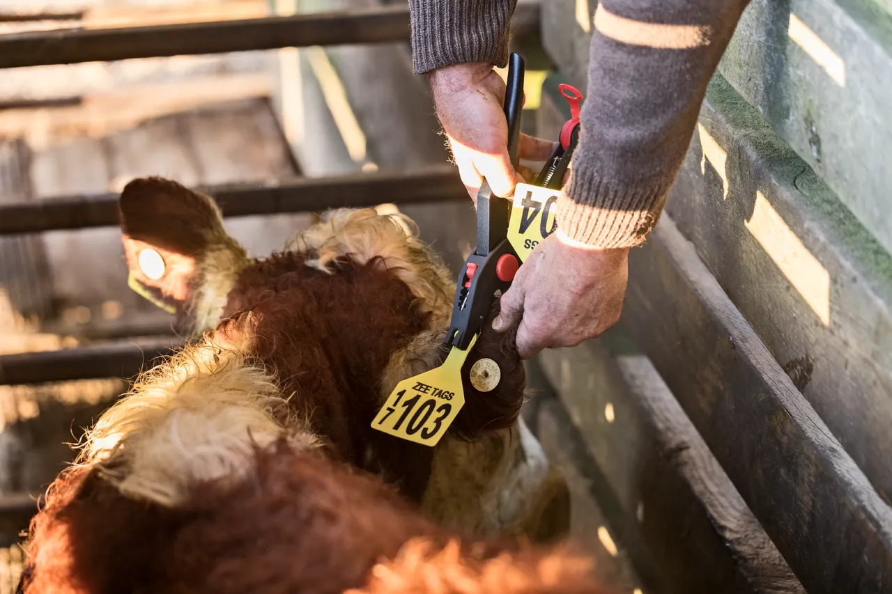 Ear tagging the beefy