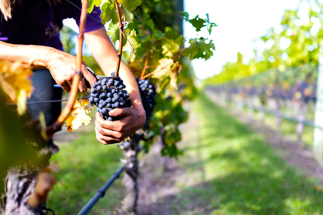 Grape picker using secateurs to cut grapes