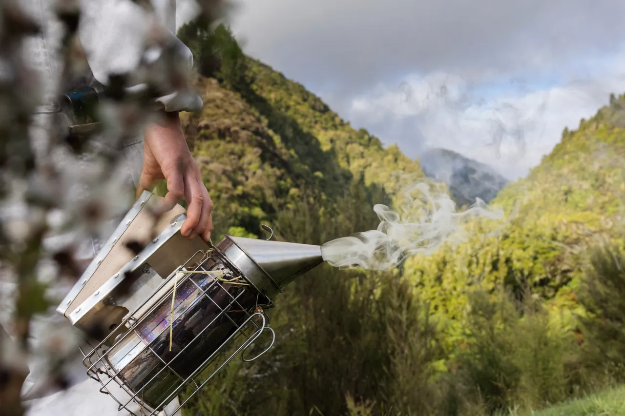 Bee keeper holds hive puffer