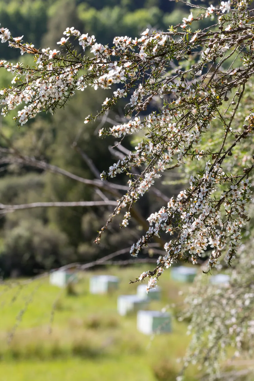 Manuka trees with flowers