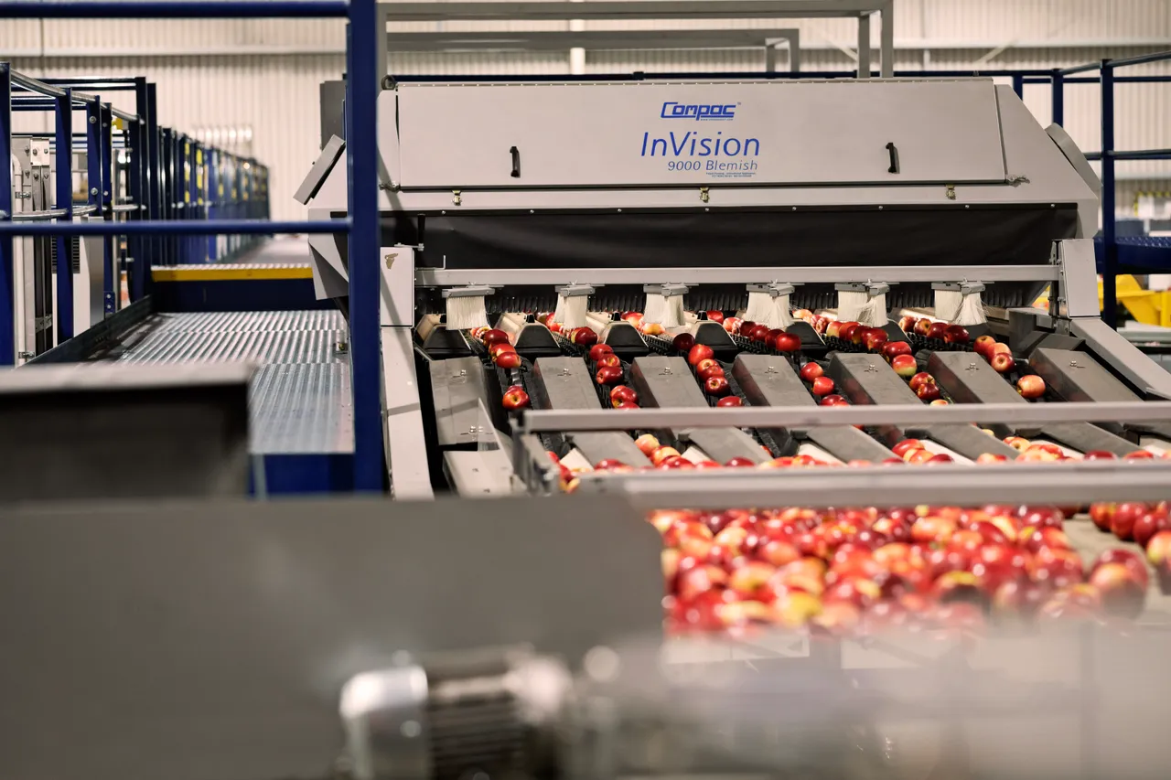 Apples on Compac Sorting Machine