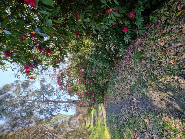 CluthaNZ Visual Library