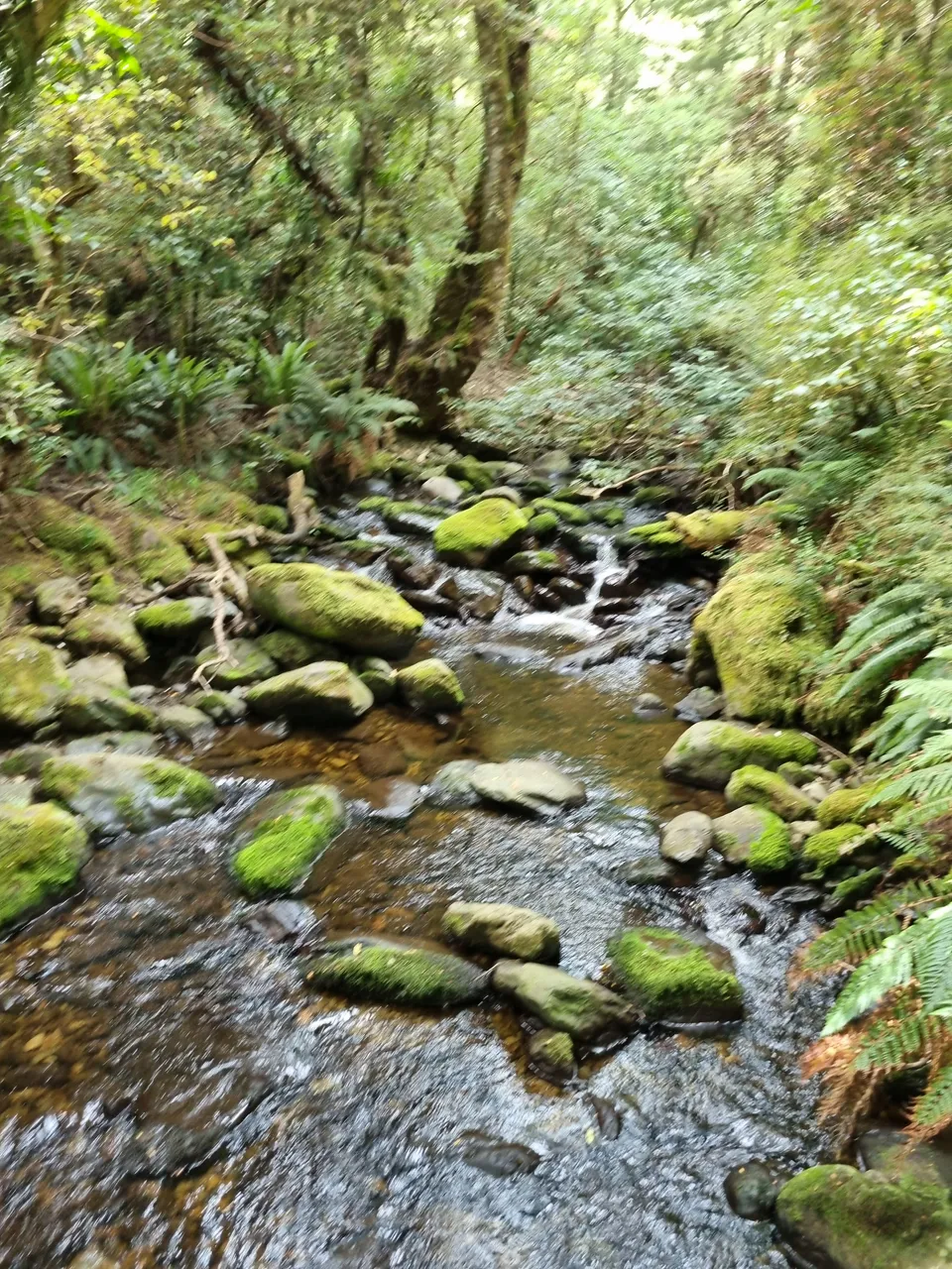Black Gully, Tapanui #7