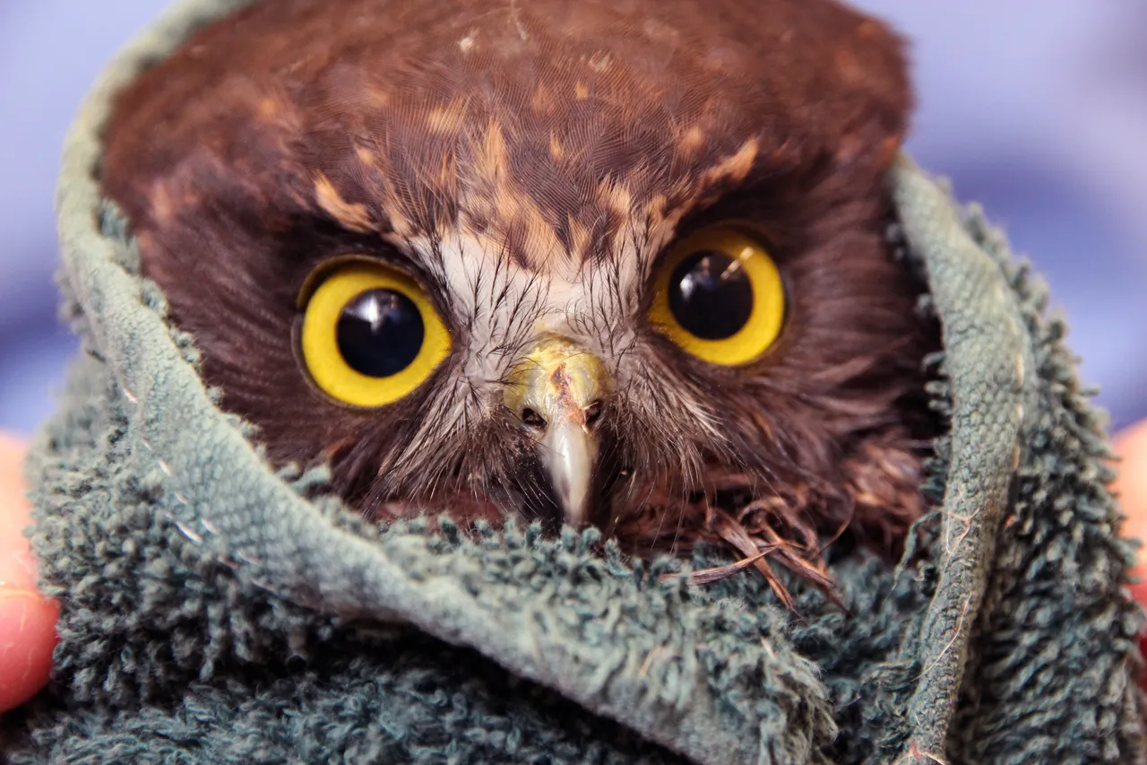 Massey University Brand Library